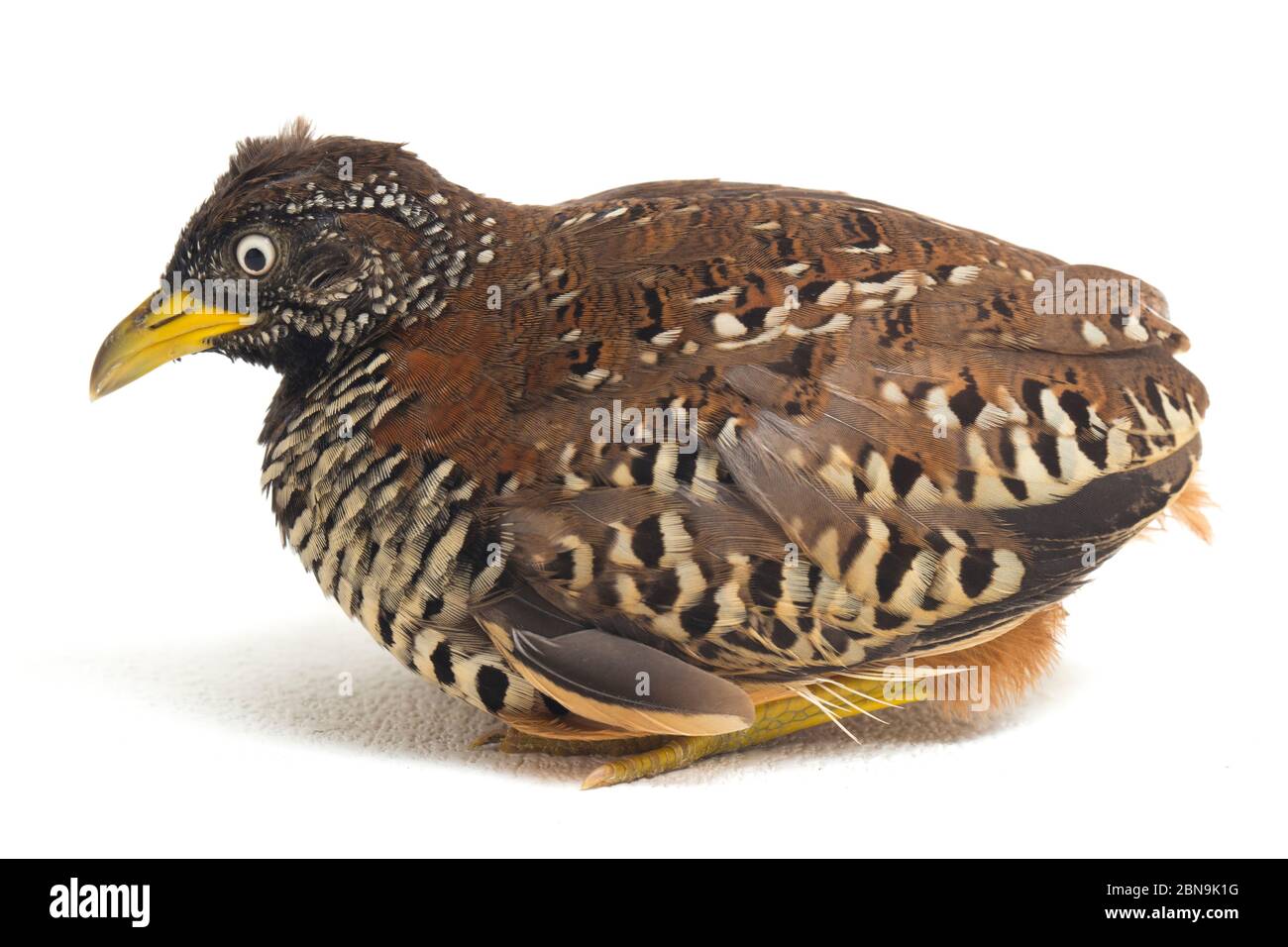 A female barred buttonquail or common bustard-quail (Turnix suscitator ...