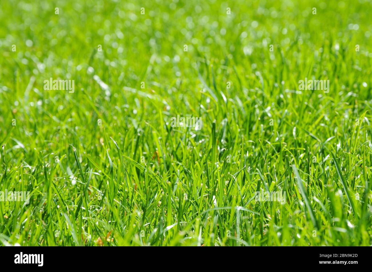Closeup of bright green grass lawn with sunlight reflections Stock ...