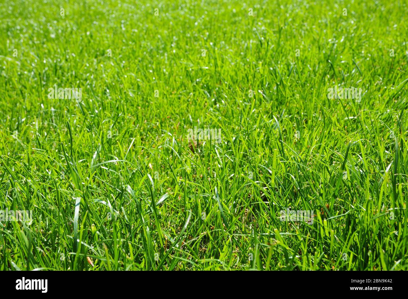 Closeup of bright green grass lawn with sunlight reflections Stock ...