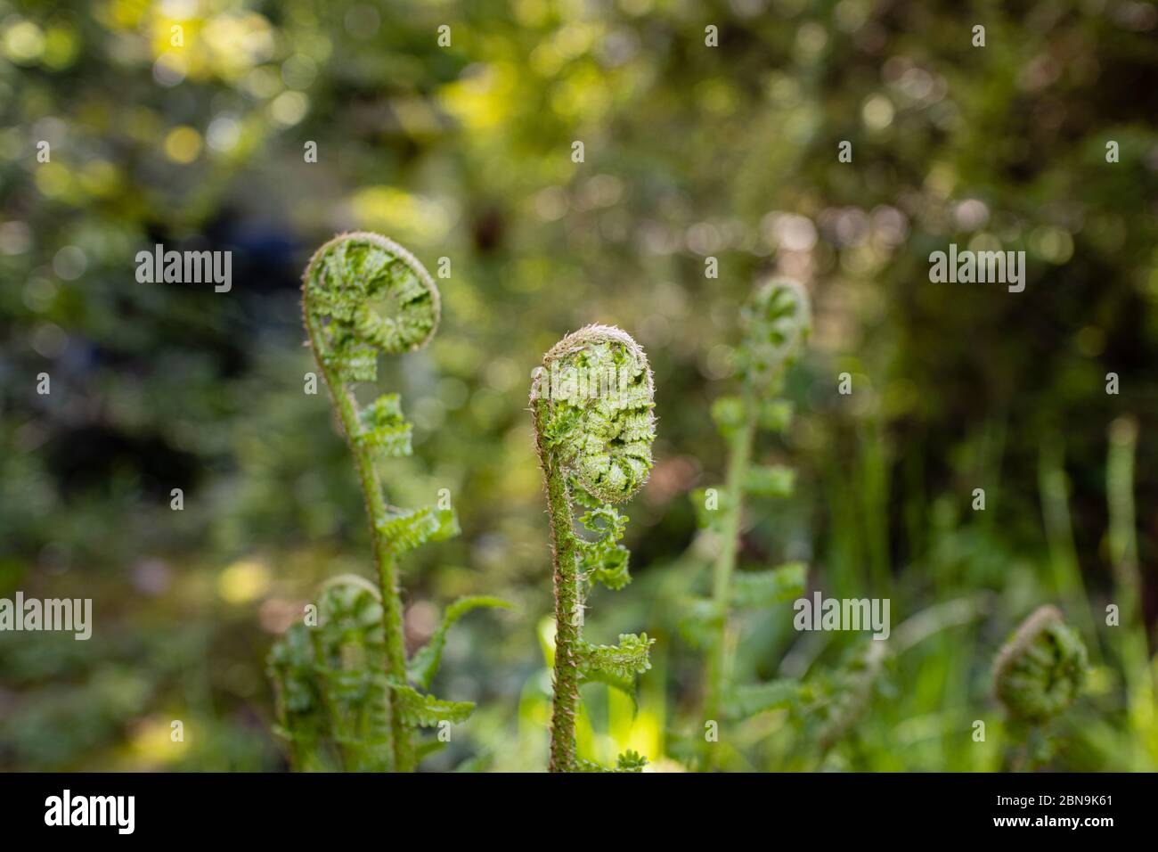 Hardy ferns in uk garden hi-res stock photography and images - Alamy