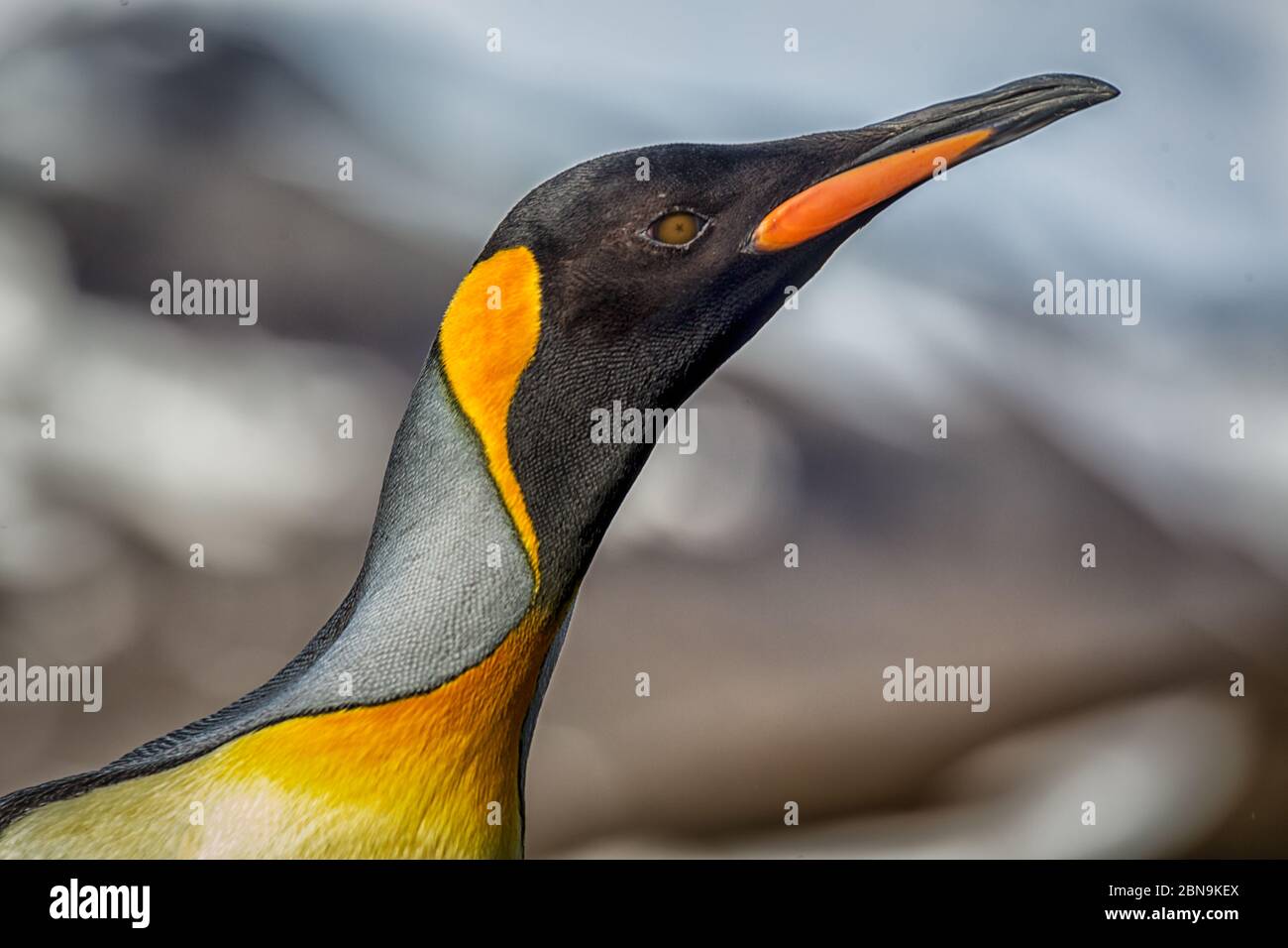 King penguin demonstrating breeding and mating colors Stock Photo - Alamy