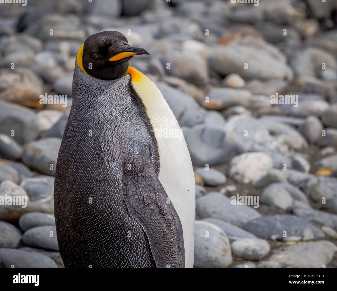 Looking Over Right Shoulder High Resolution Stock Photography and ...