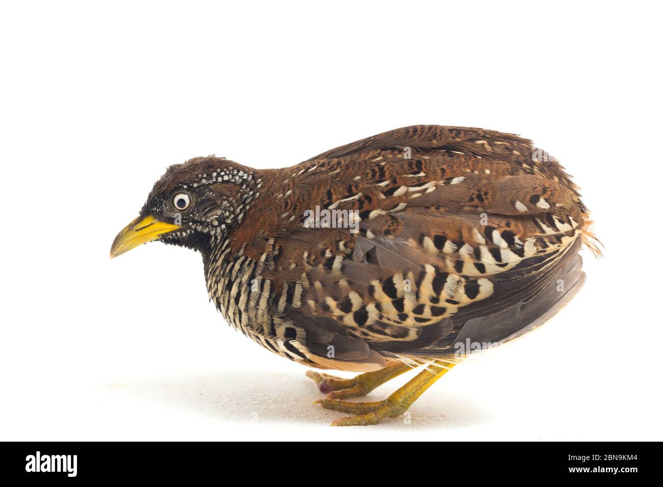 A female barred buttonquail or common bustard-quail (Turnix suscitator ...