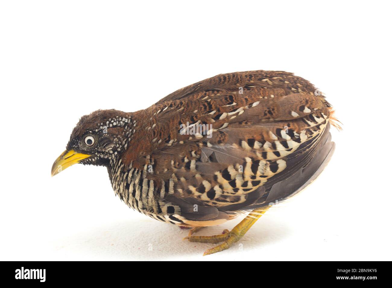 A female barred buttonquail or common bustard-quail (Turnix suscitator ...