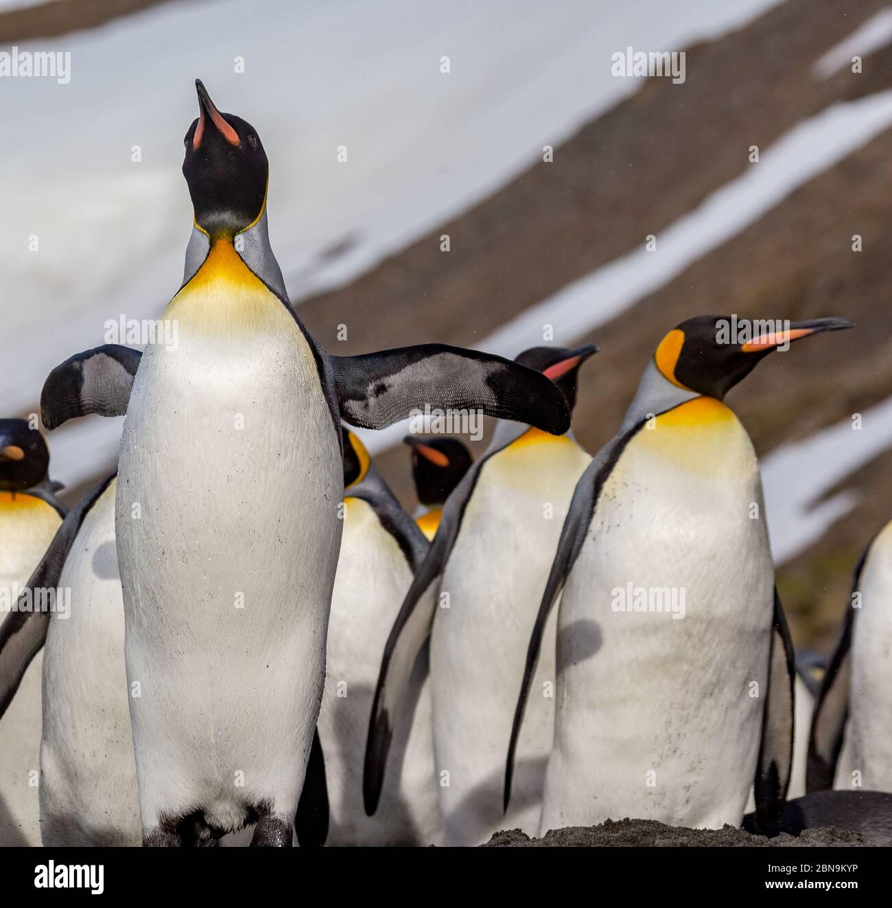King penguins living wild hi-res stock photography and images - Alamy