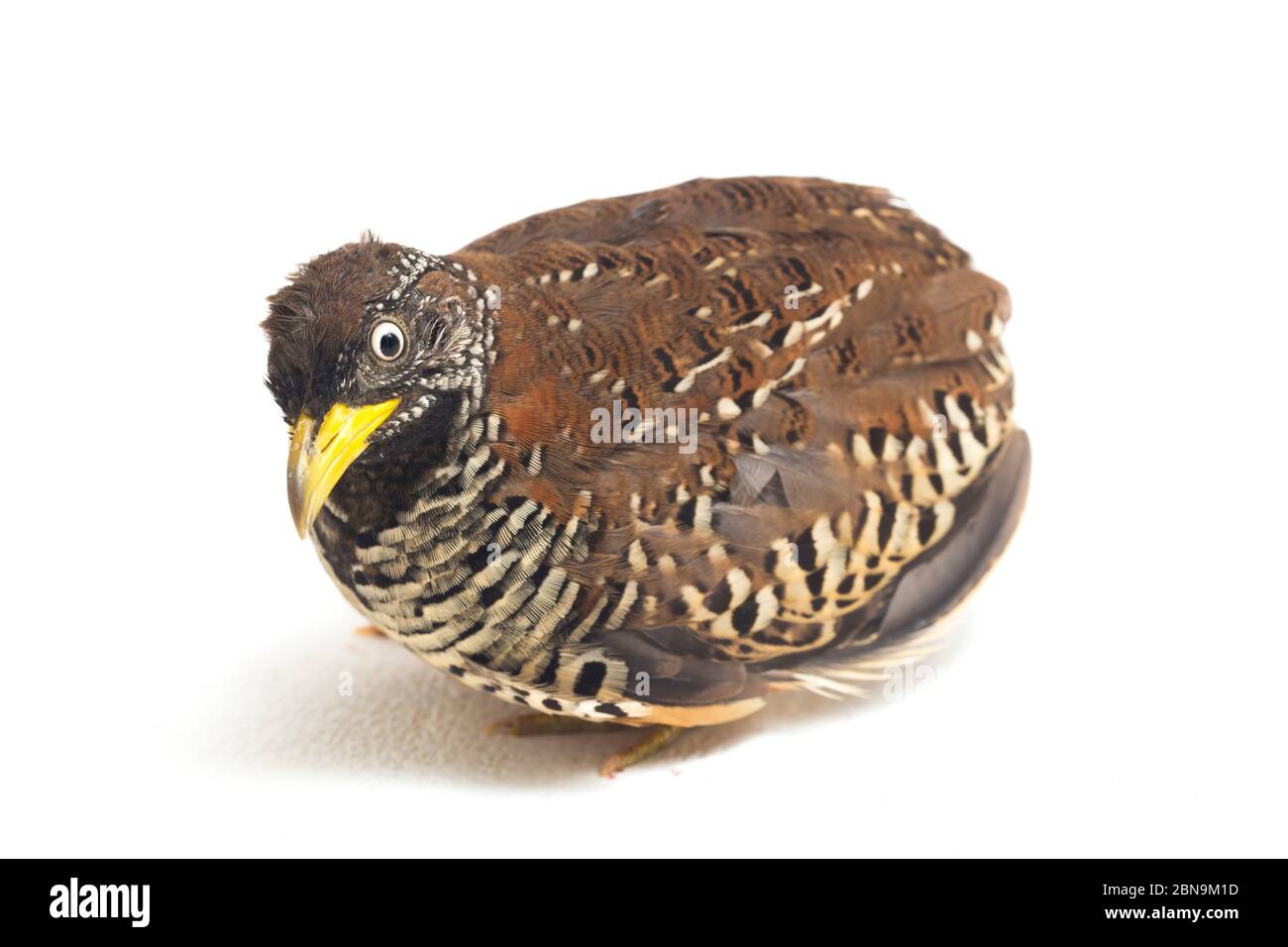 A female barred buttonquail or common bustard-quail (Turnix suscitator ...
