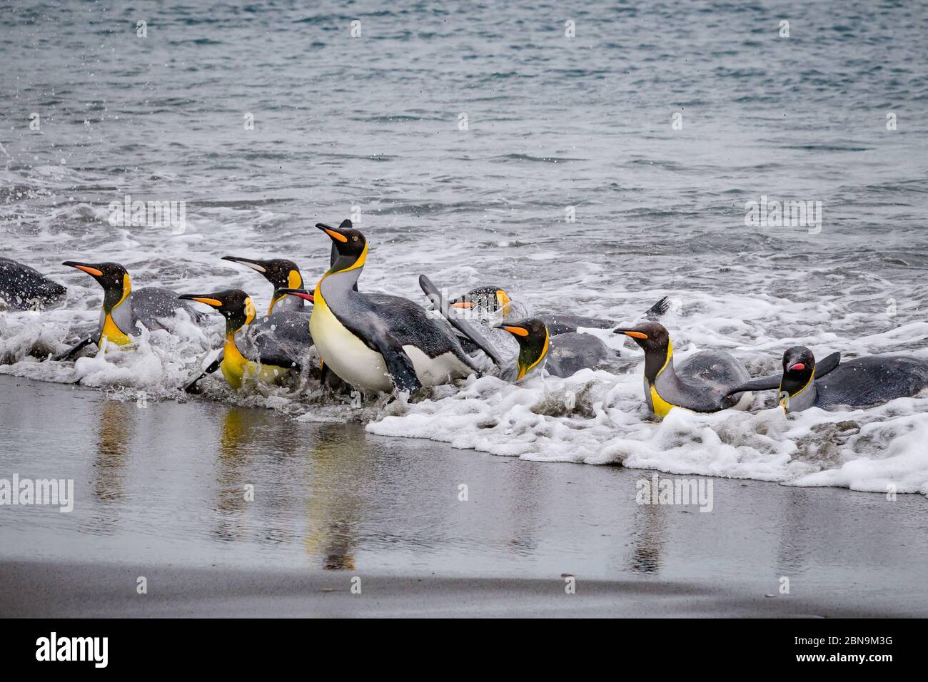 Penguins slide hi-res stock photography and images - Alamy