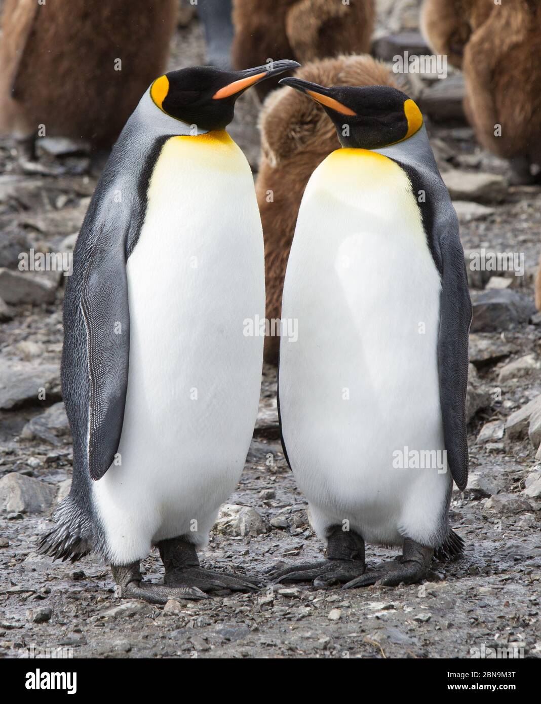 Mating pair of king penguins in breeding colors Stock Photo - Alamy