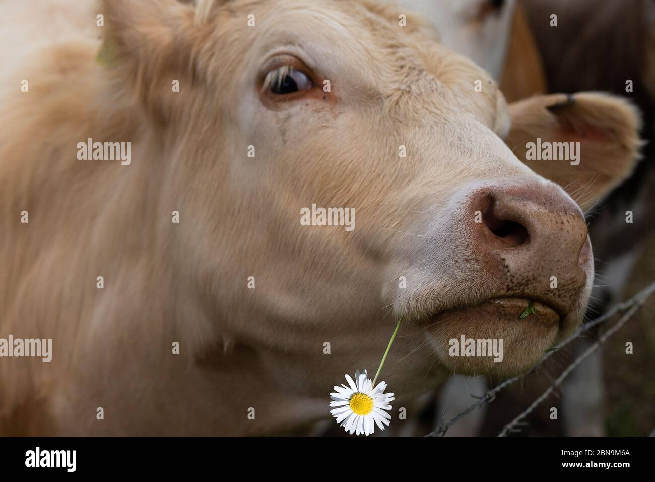 Brown cow chewing a flower, close up. Soft focus on Stock Photo - Alamy