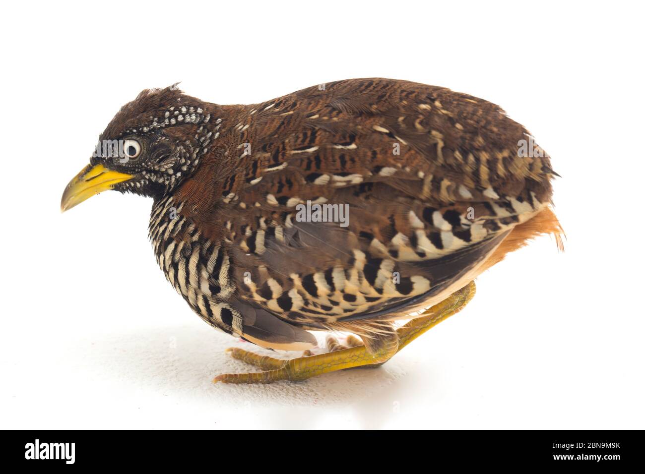 A female barred buttonquail or common bustard-quail (Turnix suscitator ...