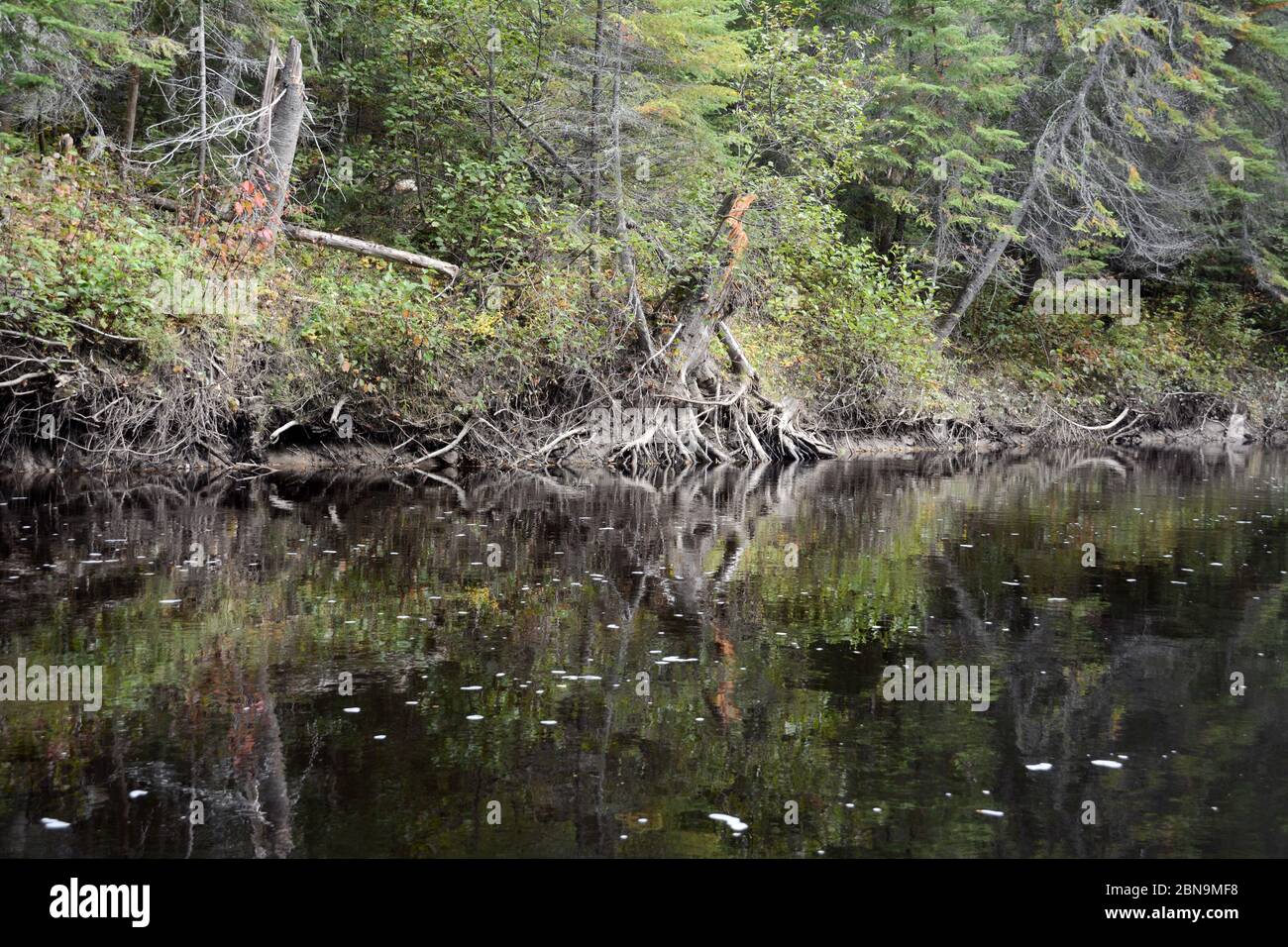Pristine old growth coniferous boreal forest on the banks of Big Bluff ...