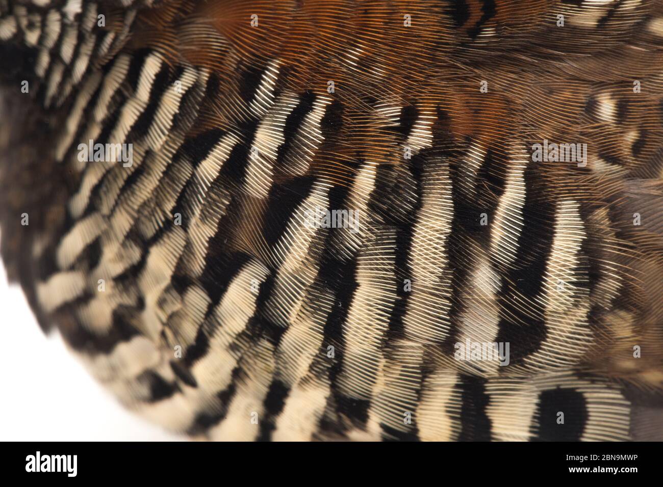 A female barred buttonquail or common bustard-quail (Turnix suscitator ...