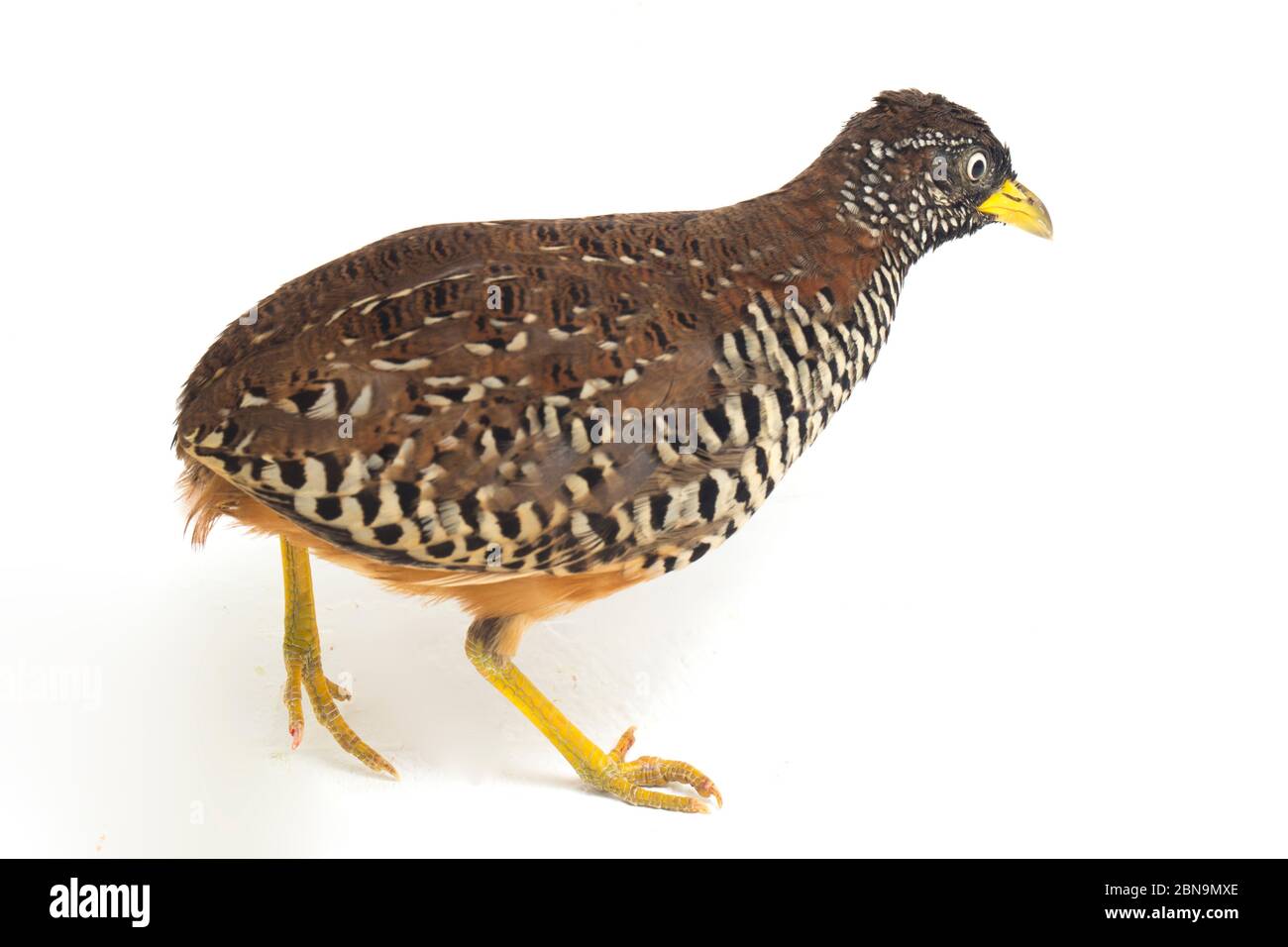 White Button Quail