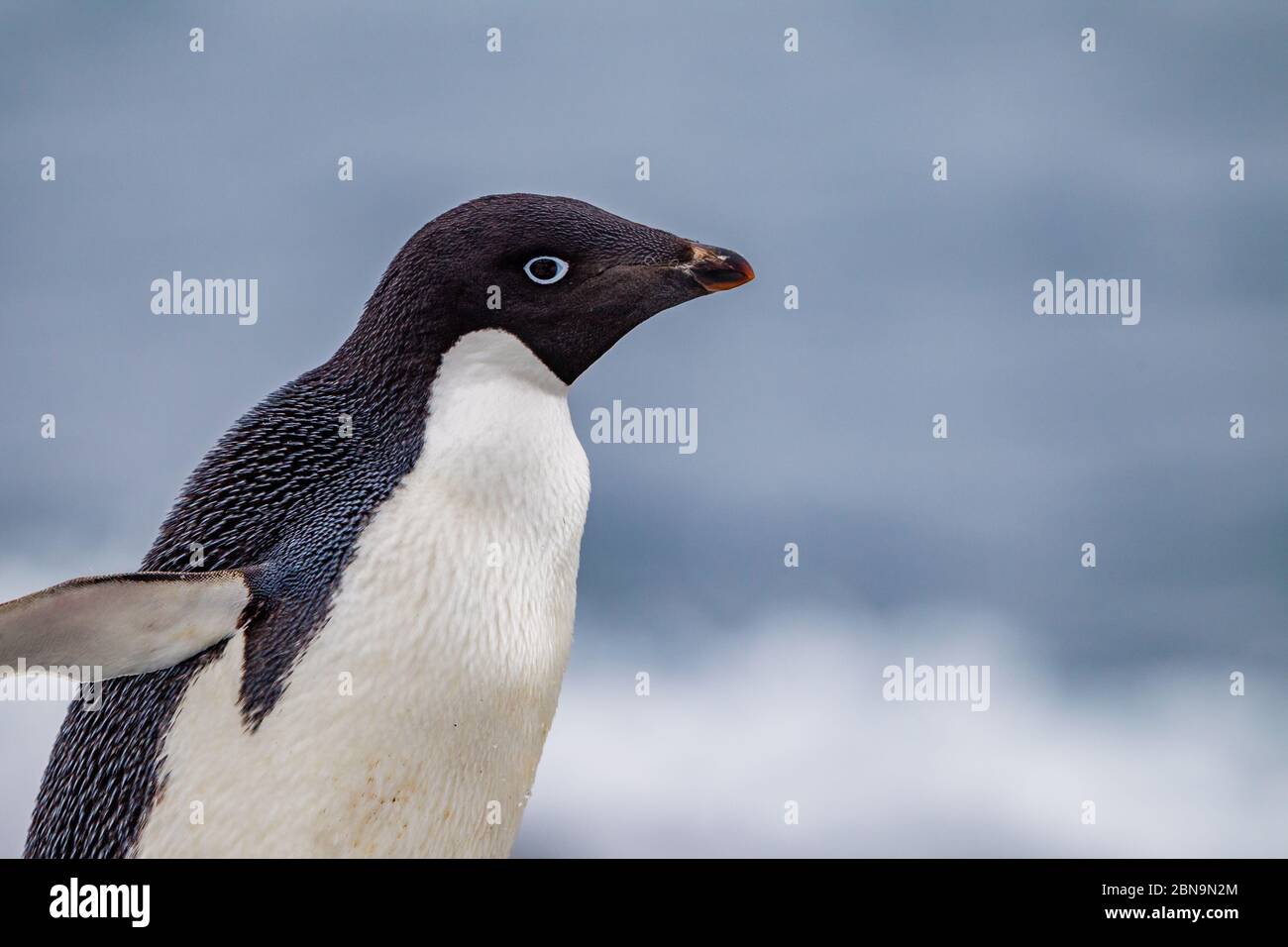 Right profile of Adele penguin from Antarctica Stock Photo - Alamy