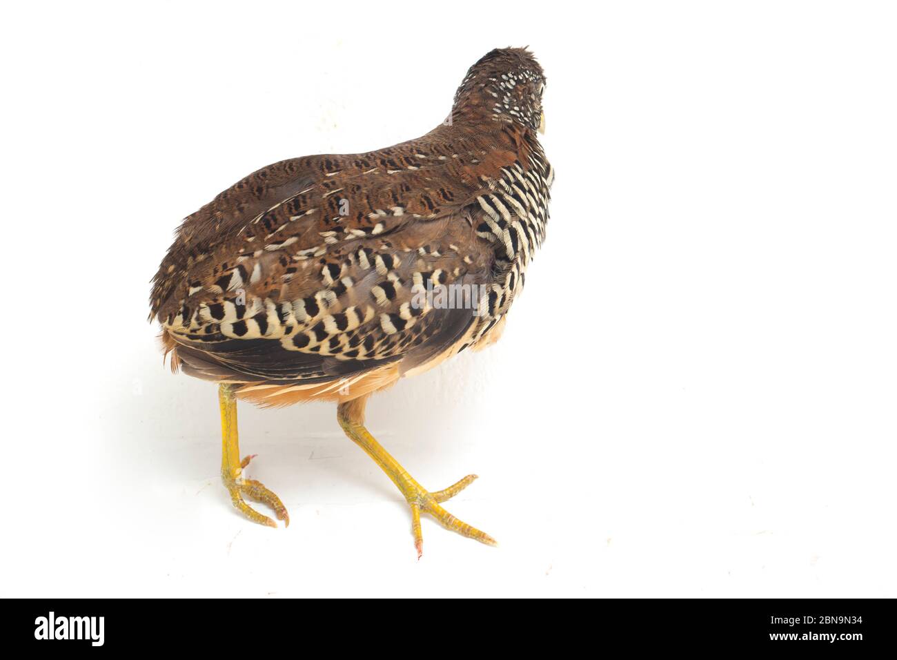A female barred buttonquail or common bustard-quail (Turnix suscitator ...