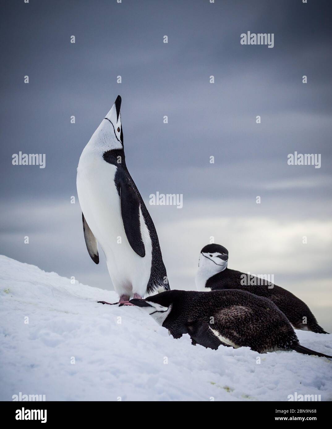 Ice screaming hi-res stock photography and images - Alamy