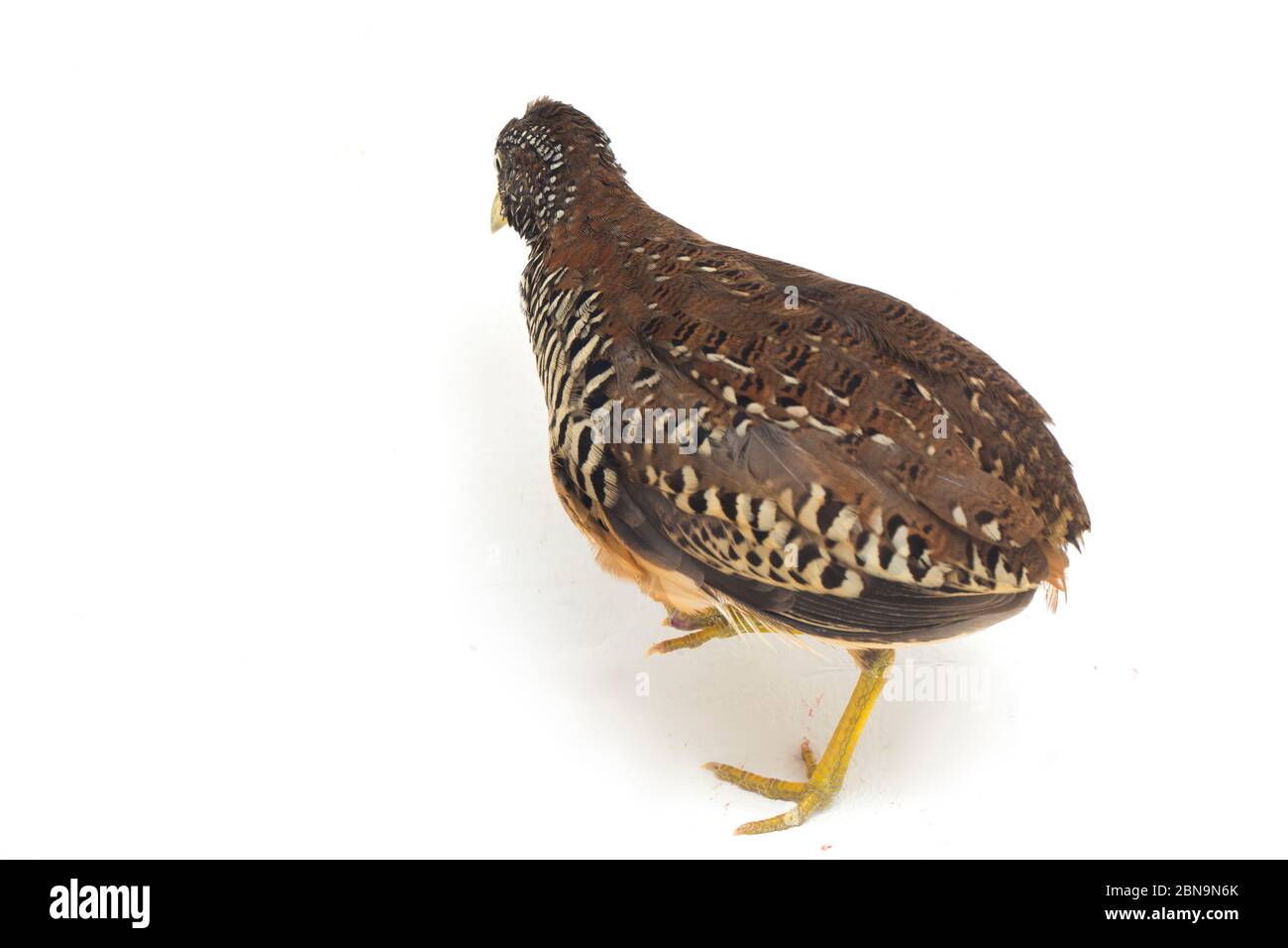A female barred buttonquail or common bustard-quail (Turnix suscitator ...