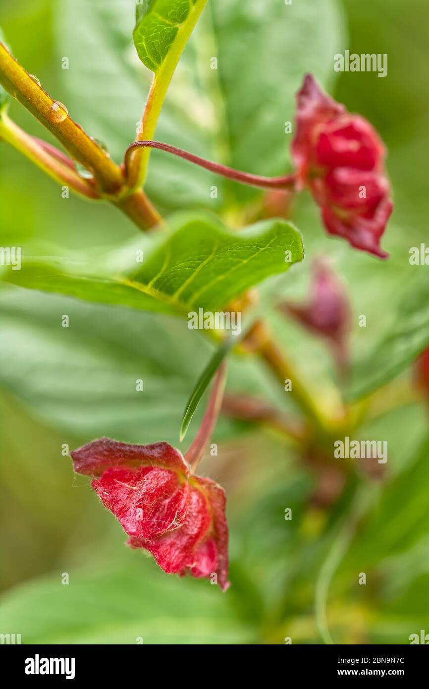 Red basal bracts of the twinberry honeysuckle flowers Lonicera ...