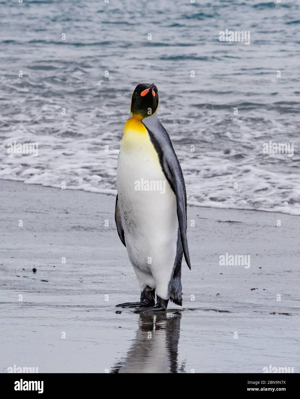 Single king penguin poses for the camera Stock Photo - Alamy