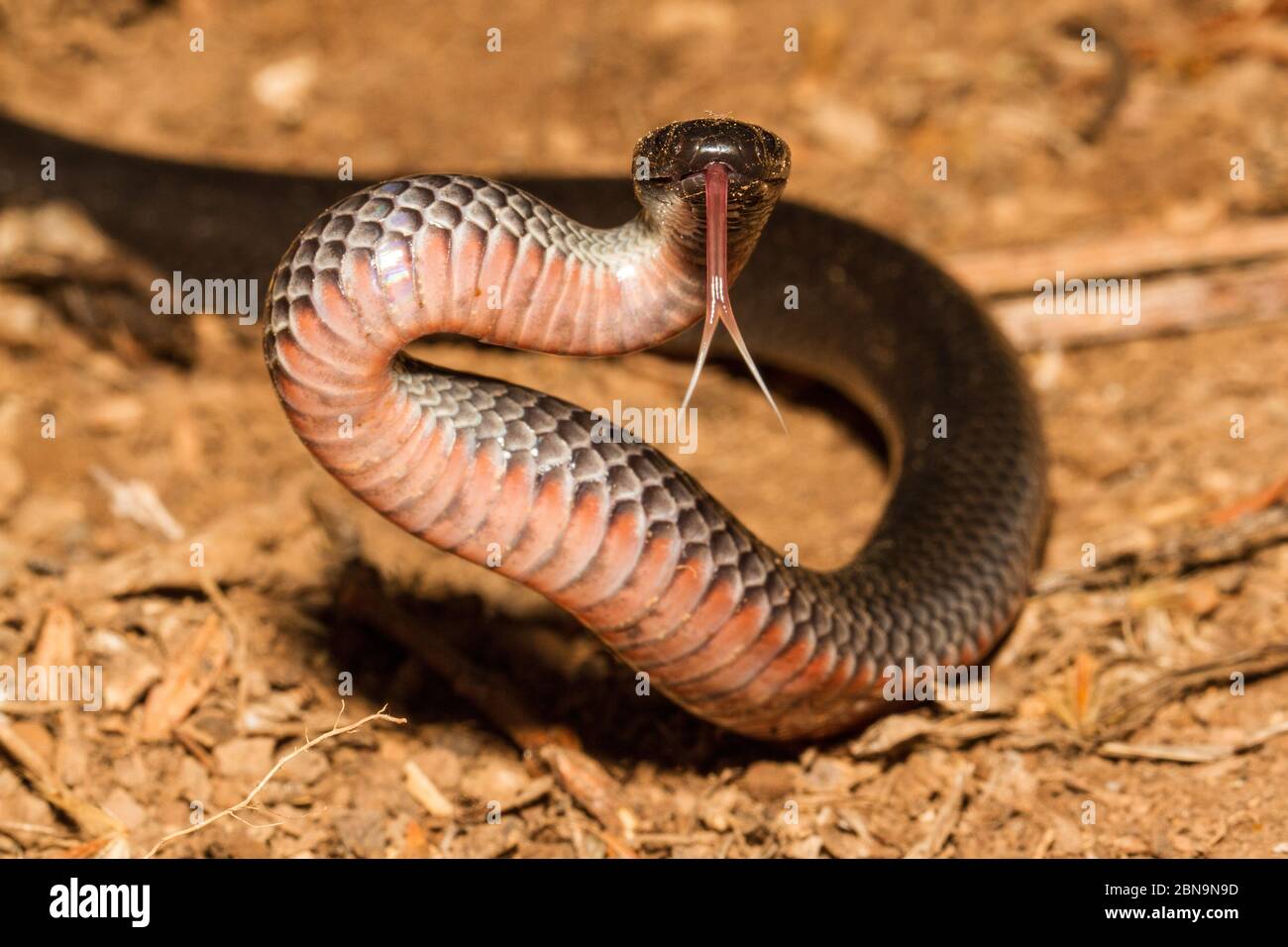Eastern Small-eyed Snake flickering tongue Stock Photo - Alamy