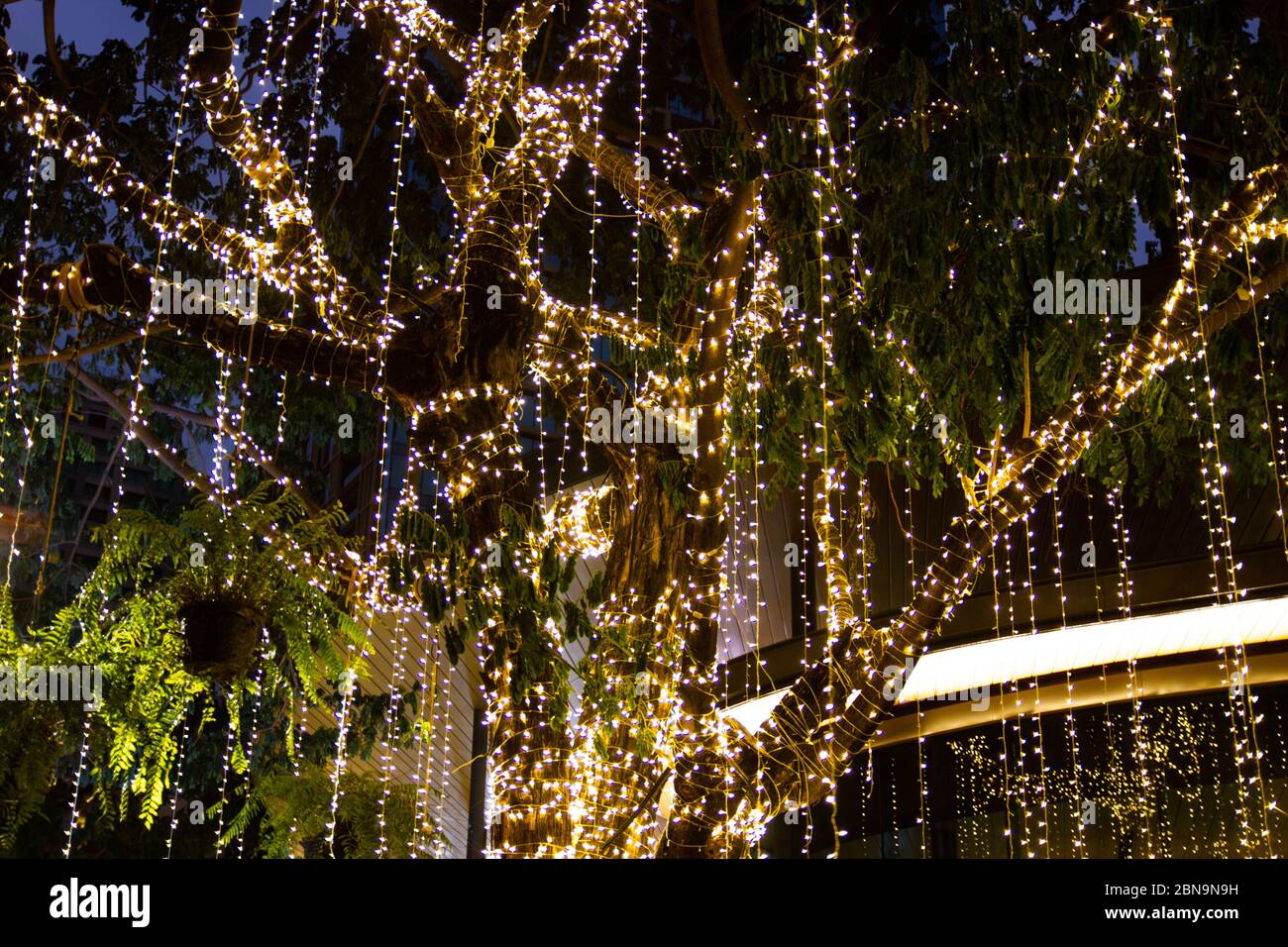 close up cable of string led lights on tree in the garden at night time ...