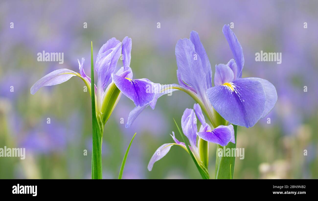 The Violet iris flowers (Iris germanica) on blurred green natural ...