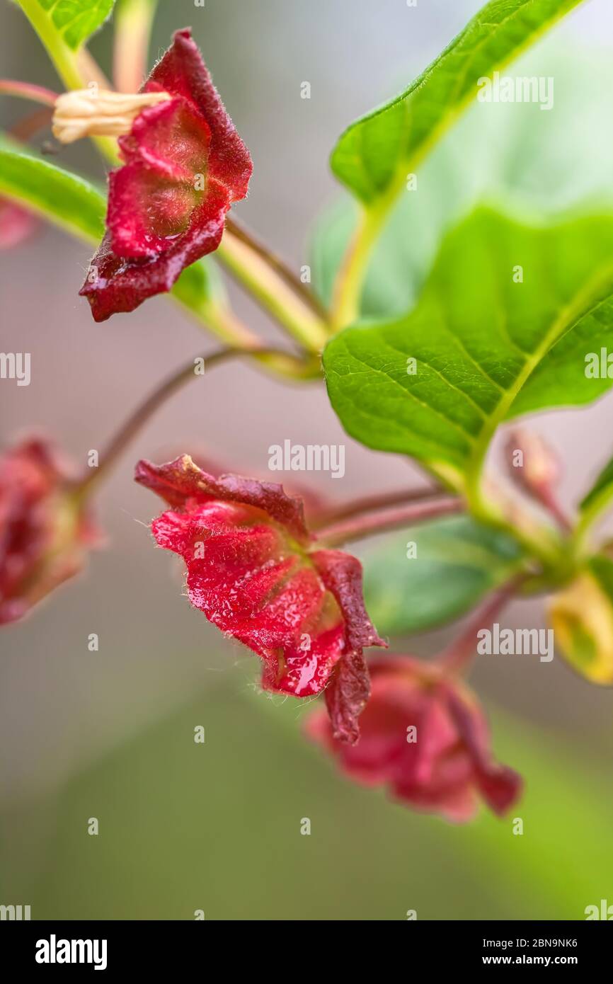 Black twin berry hi-res stock photography and images - Alamy