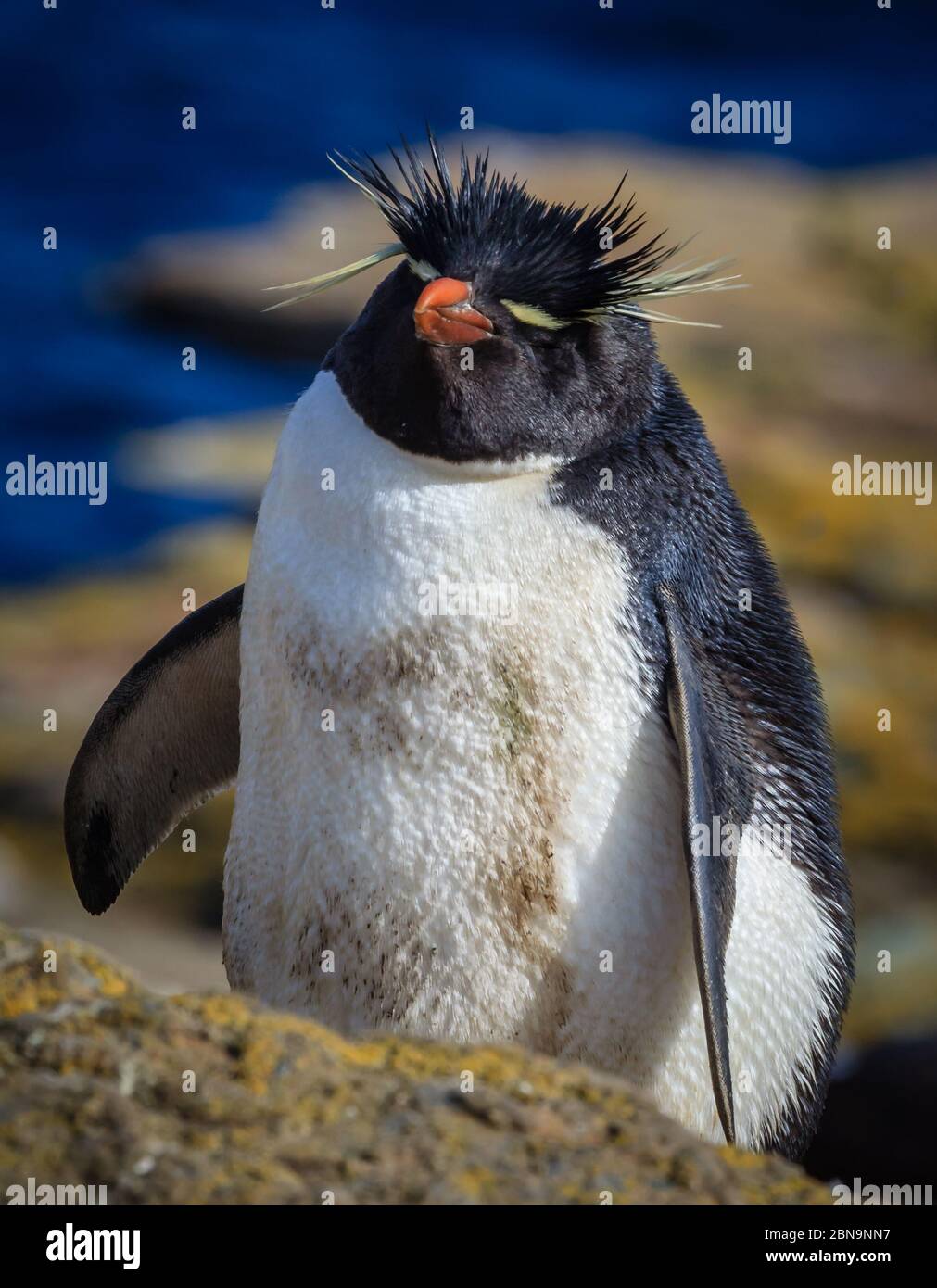 Spiky head crest hi-res stock photography and images - Alamy