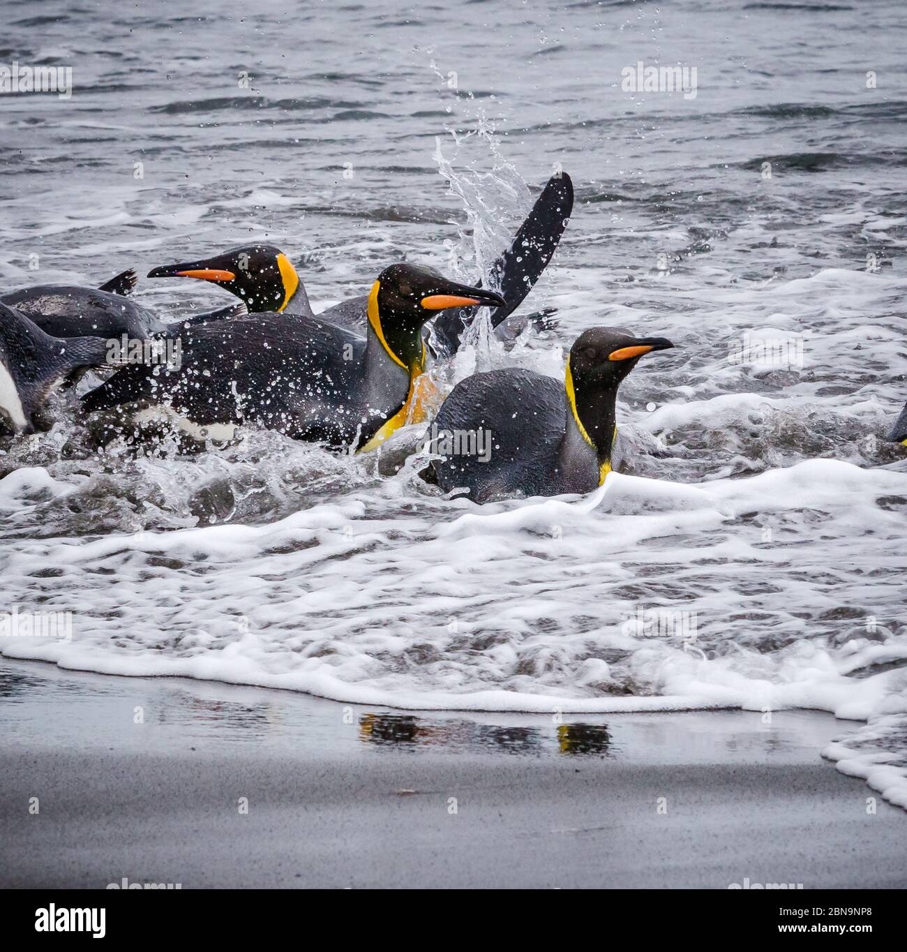 Penguin activity in the ocean hi-res stock photography and images - Alamy