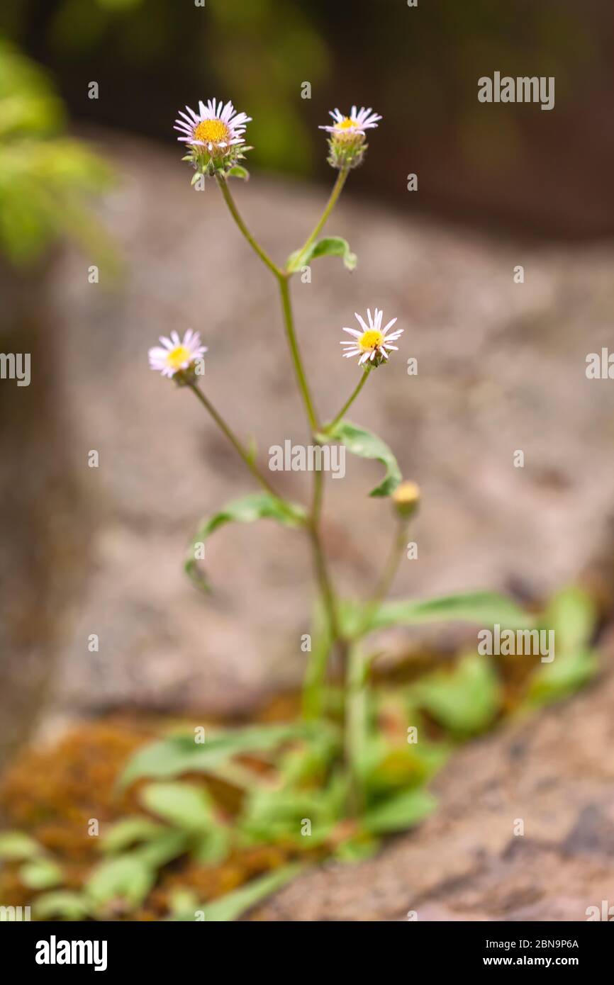 Snow fleabane daisies or northern daisies Erigeron nivalis, Banff ...