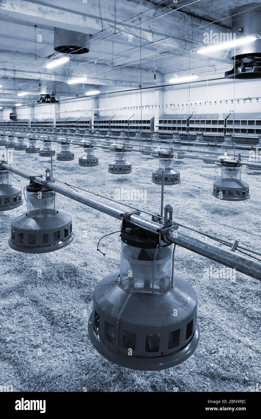 the modern and new automated integrated poultry farm Stock Photo - Alamy