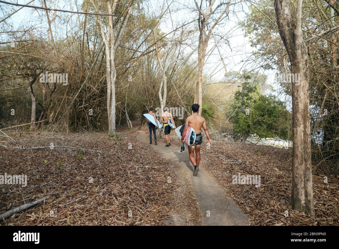 Men with surfboards walking in bamboo forest Stock Photo - Alamy