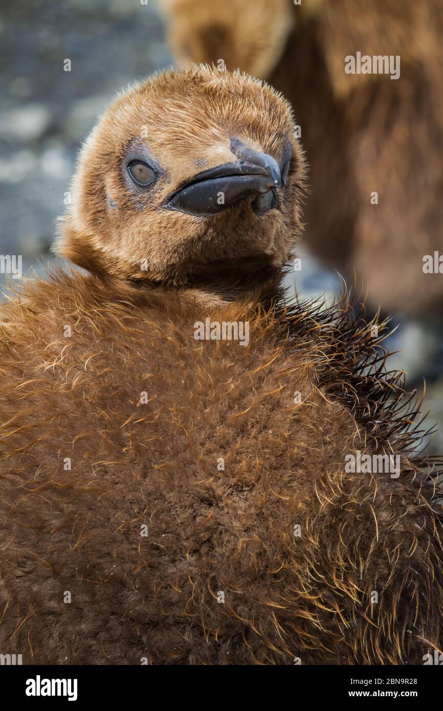 Baby penguin face hi-res stock photography and images - Alamy