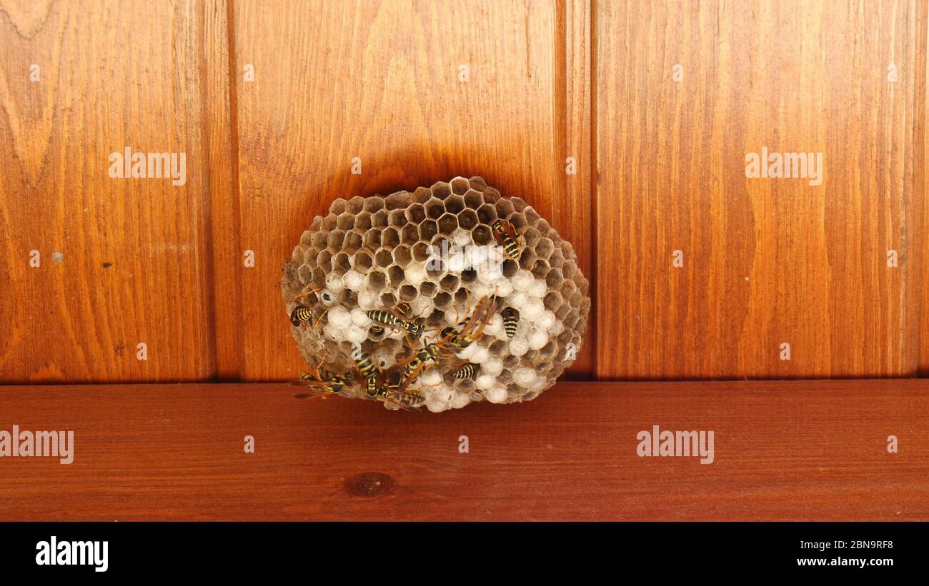 Closeup of wasps working on wasp hive. static shot. Nature. work Stock ...