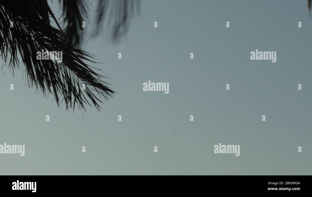 Waving palm branches hi-res stock photography and images - Alamy