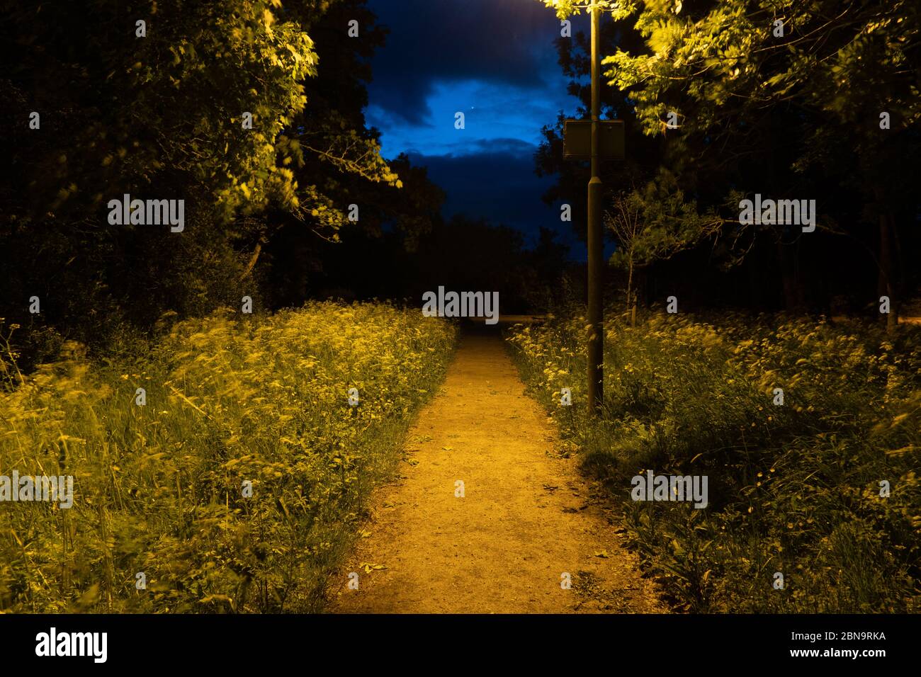 A straight path just after sunset with a street lamp. With Venus in the ...