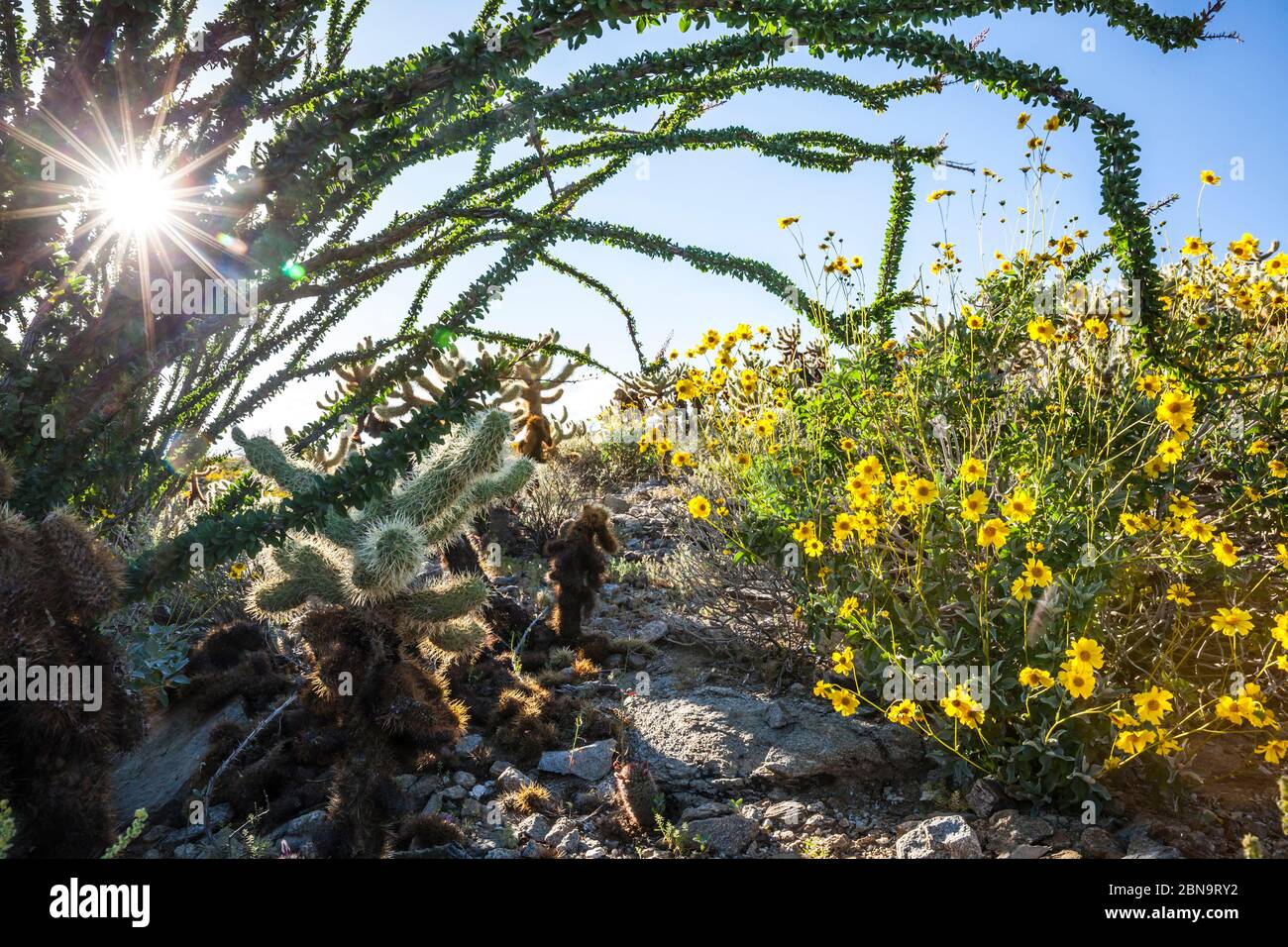 The desert bloom 2017 in Anza Borrego Desert State Park, California ...