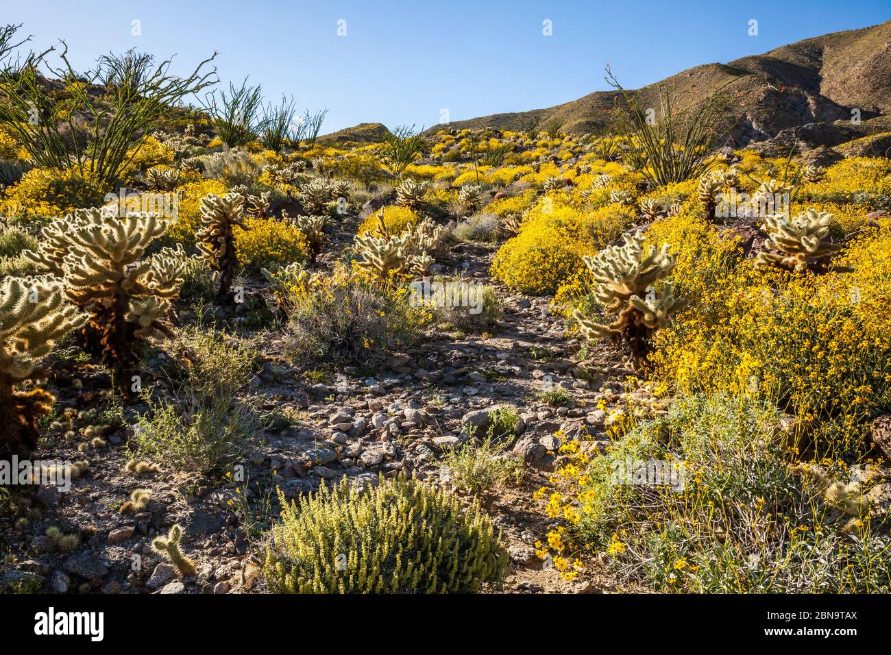 The desert bloom 2017 in Anza Borrego Desert State Park, California ...