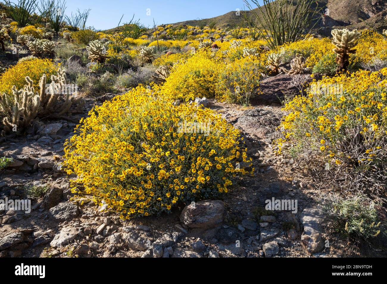 The desert bloom 2017 in Anza Borrego Desert State Park, California ...