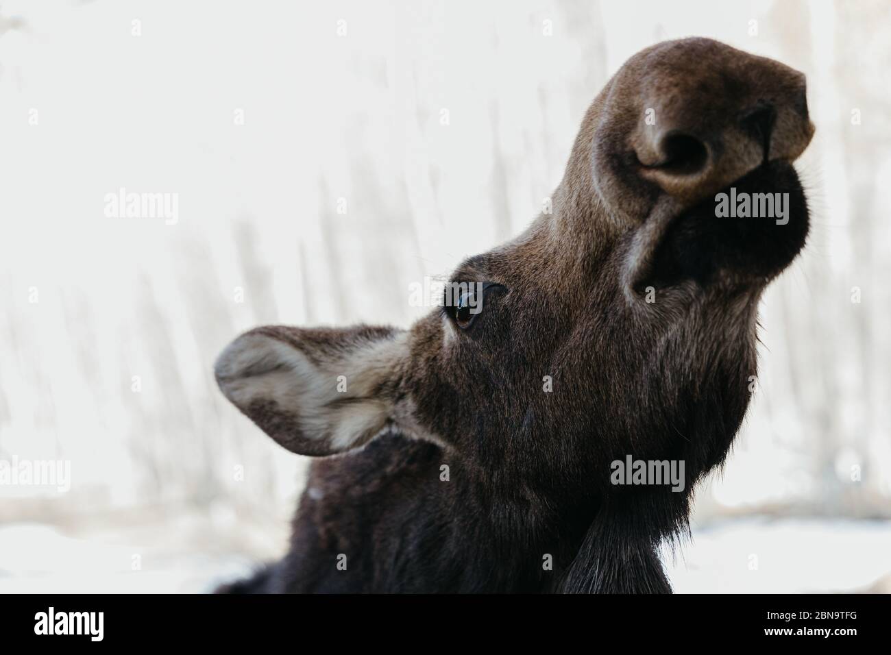 Close up moose nose hi-res stock photography and images - Alamy