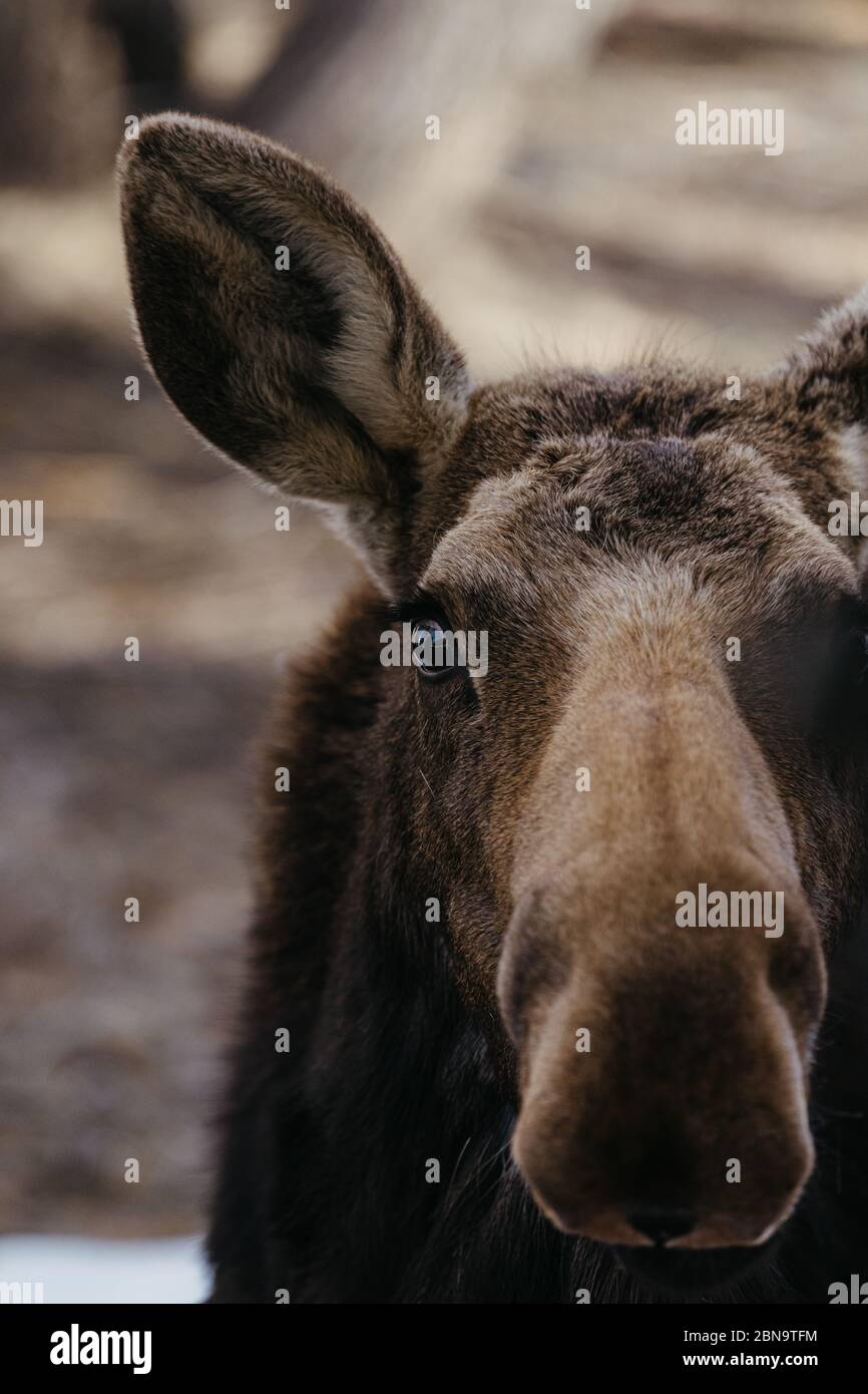 close portrait of an adult female moose cow looking straight at camera ...