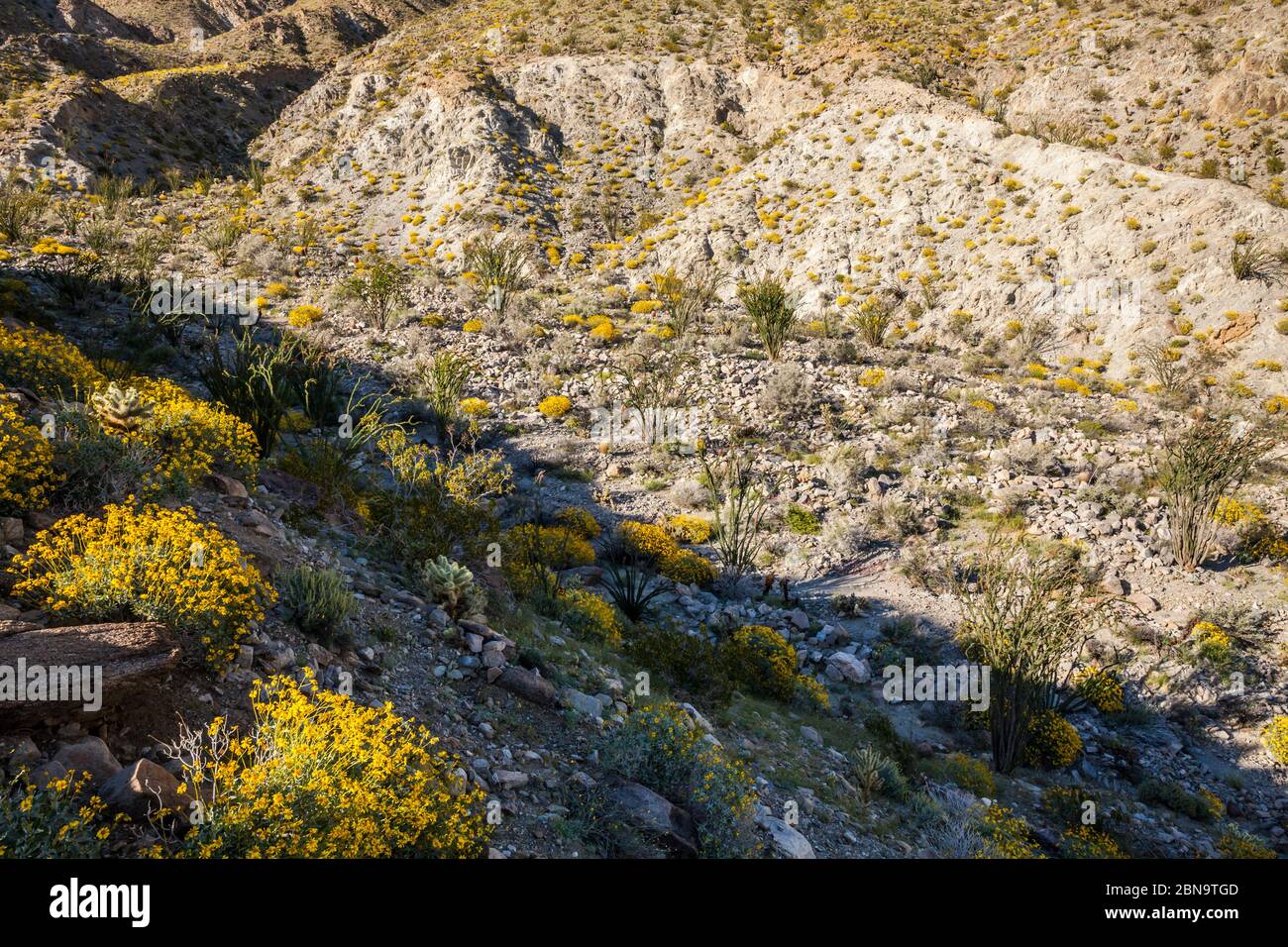 The desert bloom 2017 in Anza Borrego Desert State Park, California ...