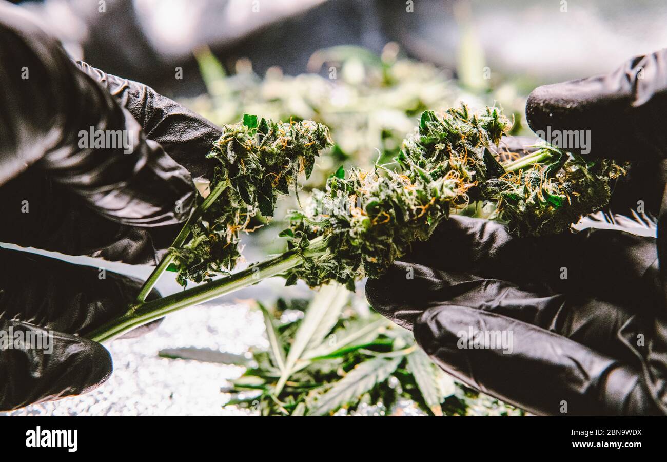 Medical Marijuana And The Legalization Of Marijuana In The World Stock