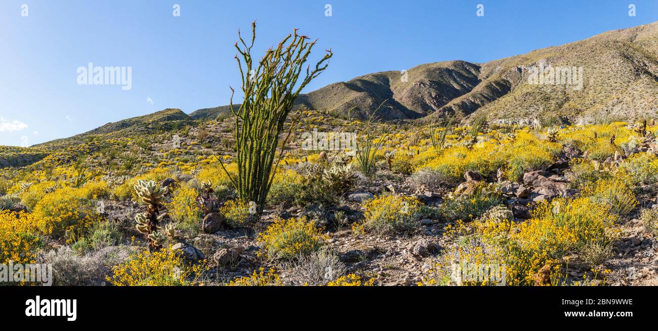 Tamarisk grove hi-res stock photography and images - Alamy