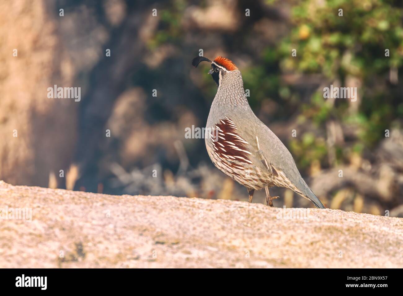 Male Gambel's quail (Callipepla gambelii) perches on a rock, Joshua ...