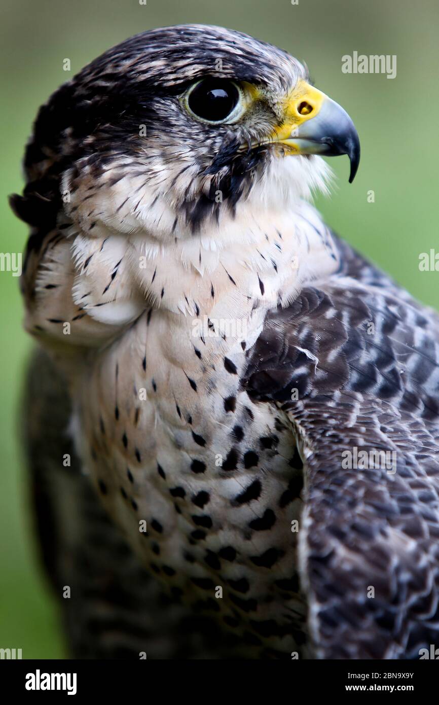 Falcon close up portrait outdoor with green background color Stock ...