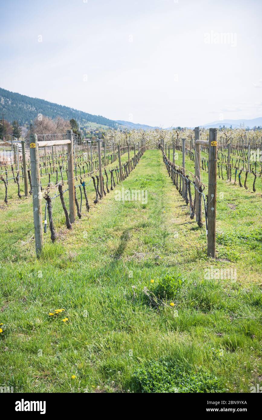 Rows of grapevines and green grass in Okanagan Valley vineyard in ...