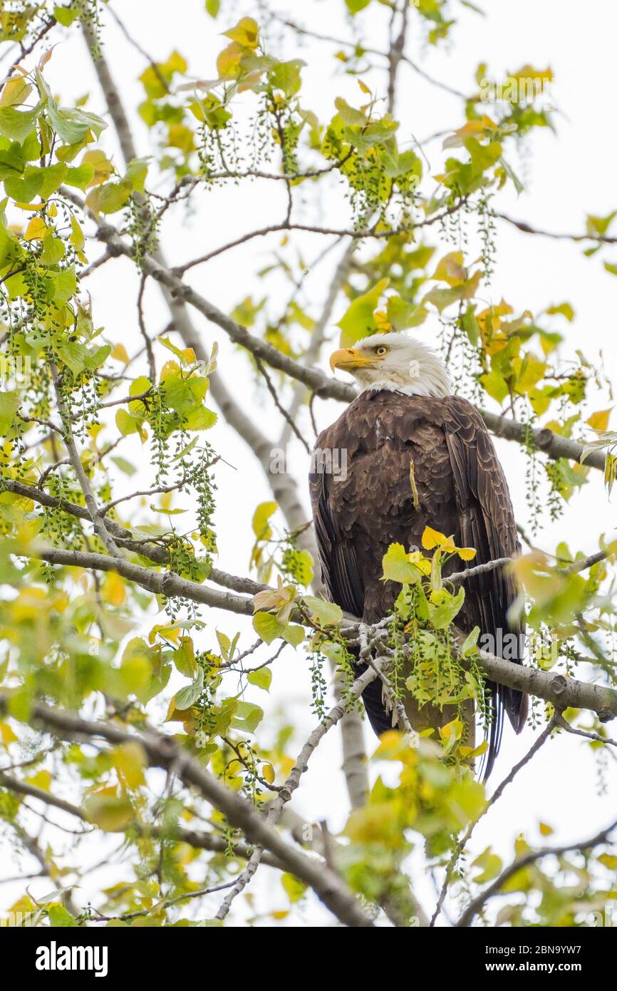 Bald Eagle (Haliaeetus leucocephalus) sitting on a tree branch. Oak Harbor. Magee Marsh Wildlife ...