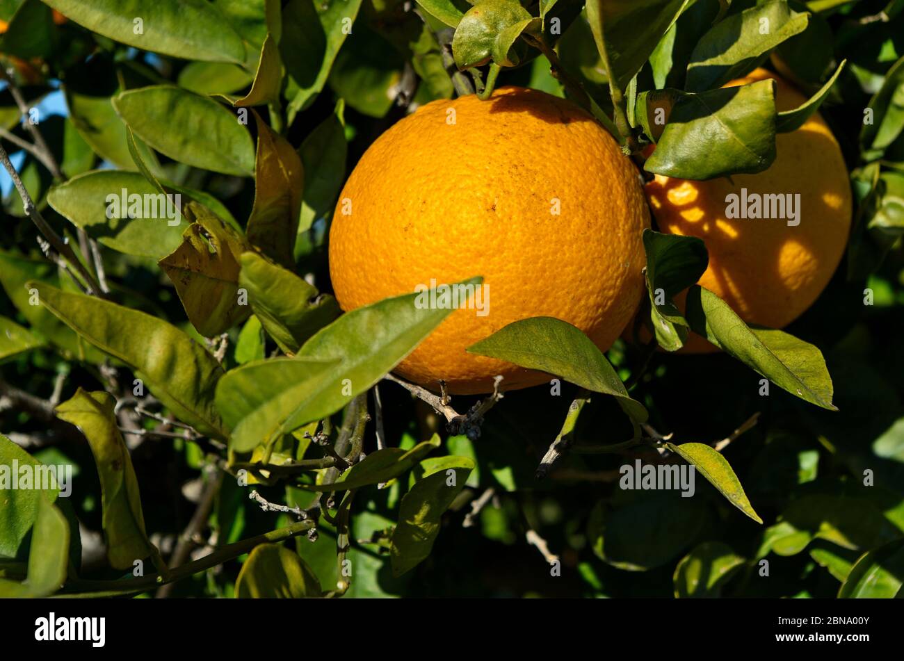 Fruits Of The Algarve High Resolution Stock Photography and Images - Alamy