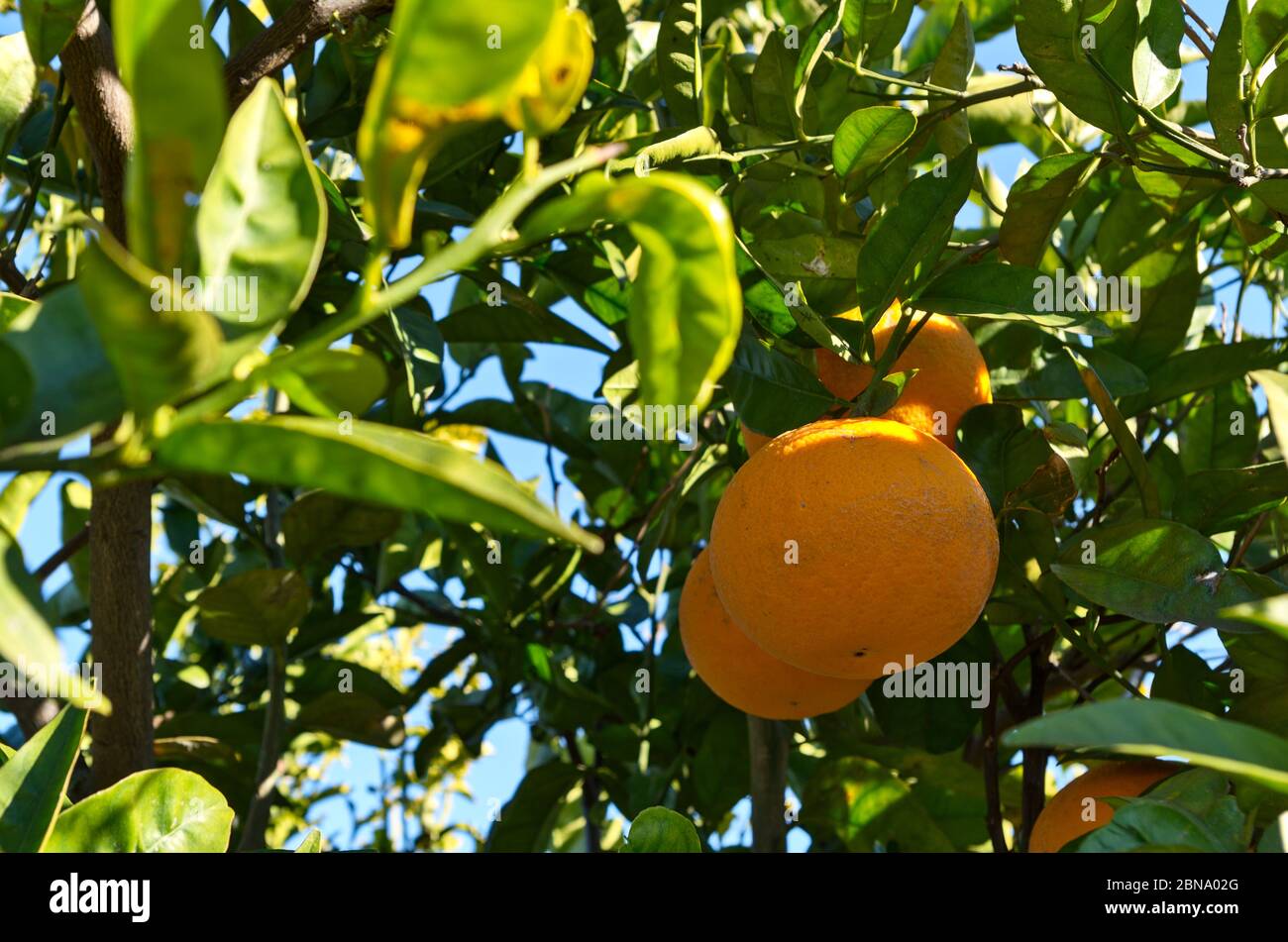 Oranges on trees for harvesting in Algarve, Portugal Stock Photo - Alamy